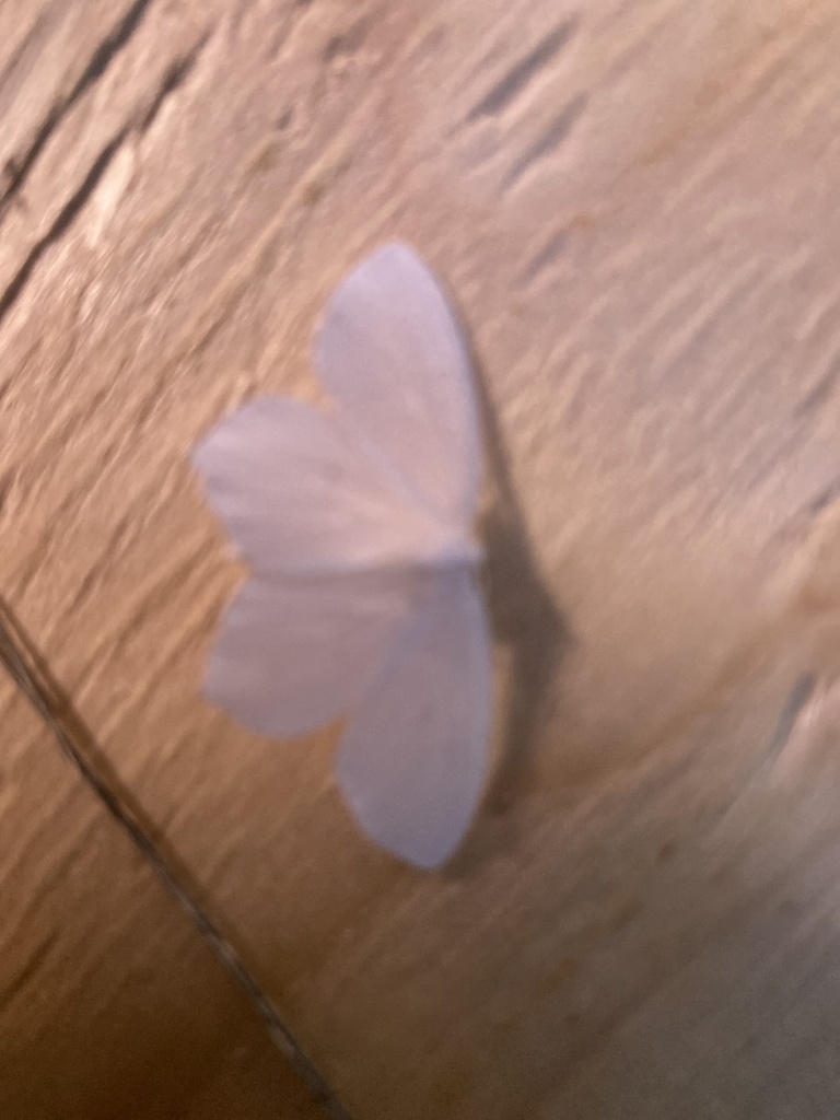 Snowy Geometer Moth from Southwest Middlesex, ON, CA on June 24, 2024 ...