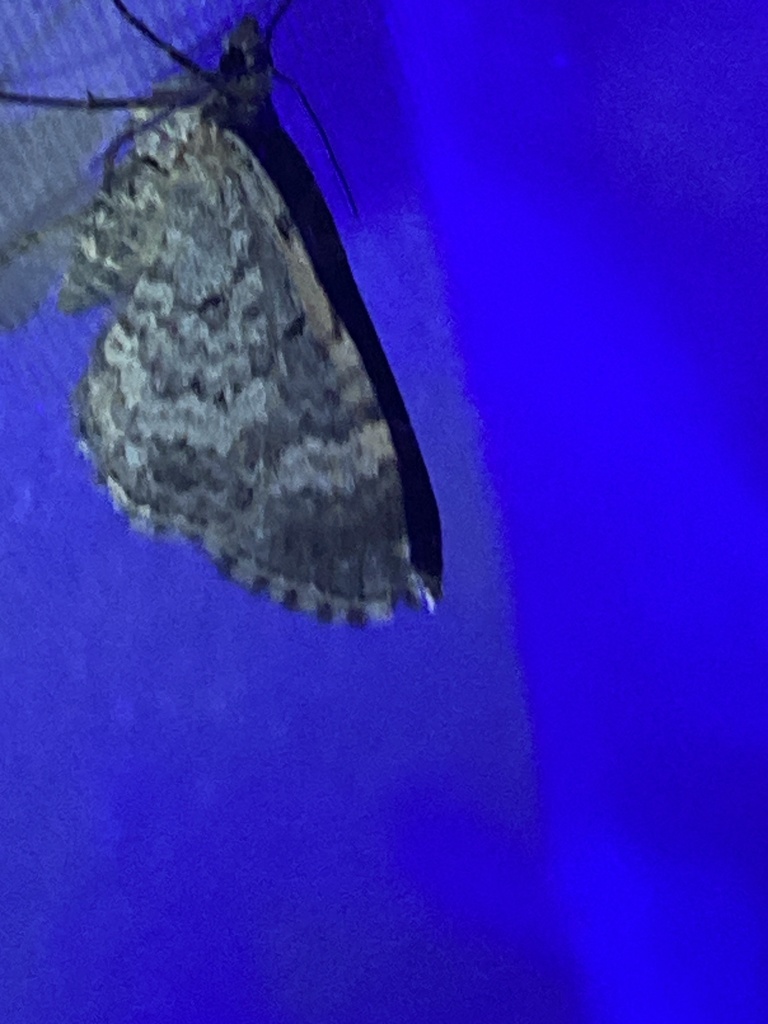 Green Pug from Southwest Middlesex, ON, CA on June 24, 2024 at 10:54 PM ...