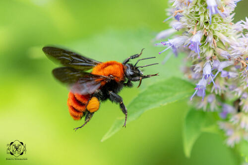 Black-sided Bumble Bee (Bombus atripes) · iNaturalist