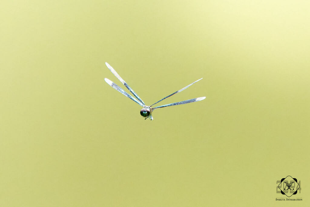 Butterfly Flutterer from 中国江苏省南京市玄武区 on June 23, 2024 at 02:56 PM by ...