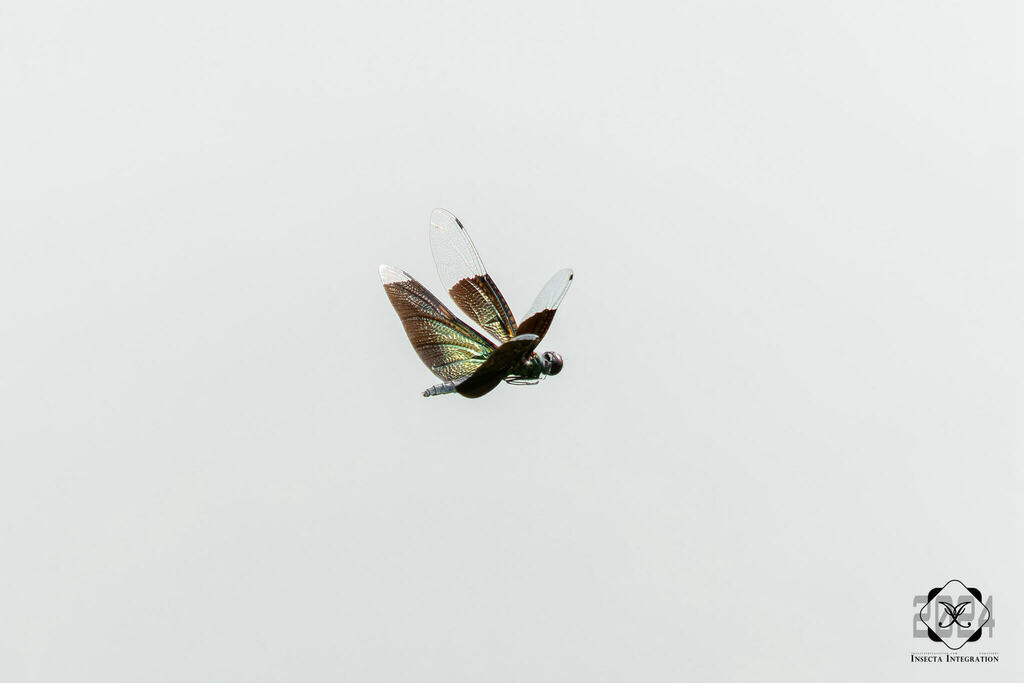 Butterfly Flutterer from 中国江苏省南京市玄武区 on June 23, 2024 at 02:56 PM by ...