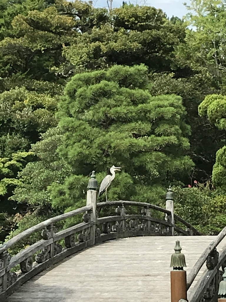 Eastern Grey Heron from Kyoto Gyoen, Kyoto, Kyoto, JP on July 29, 2018 ...