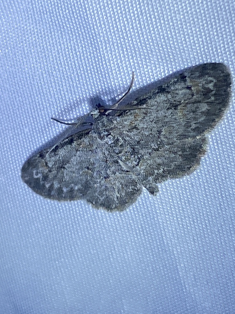 Texas Gray from Southwest Middlesex, ON, CA on June 24, 2024 at 11:03 ...