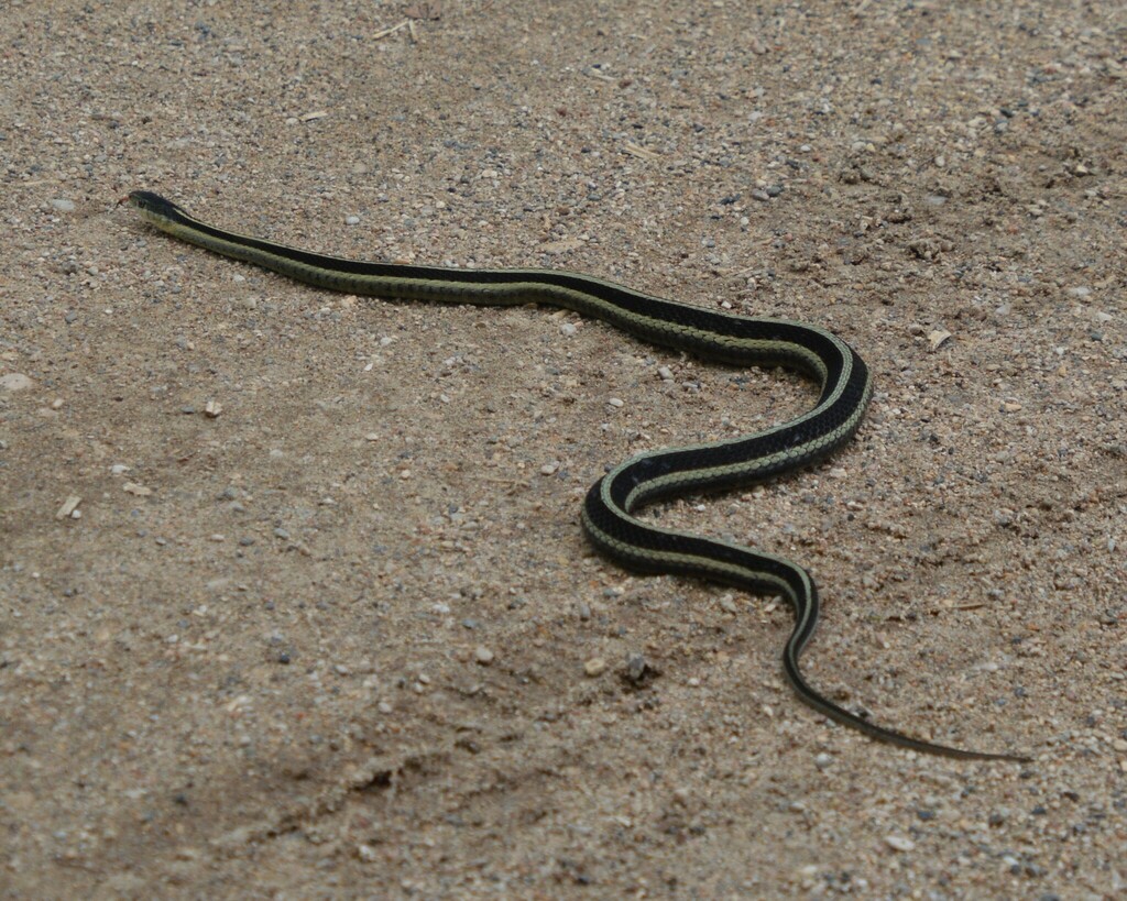 Common Garter Snake from Lac Qui Parle County, MN, USA on June 23, 2024 ...