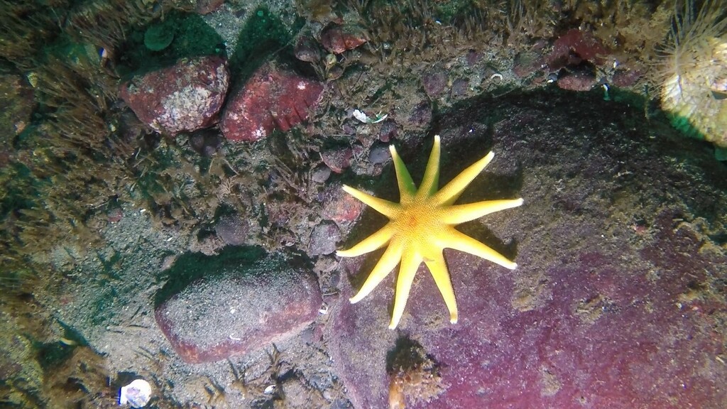 Morning sun star from Nanaimo, BC, Canada on December 17, 2023 at 11:00 ...