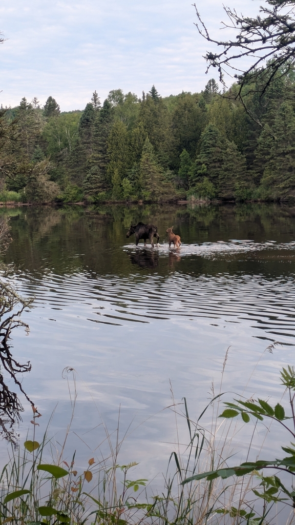 Northwestern Moose from Eagle Harbor Township, MI, USA on June 23, 2024 ...