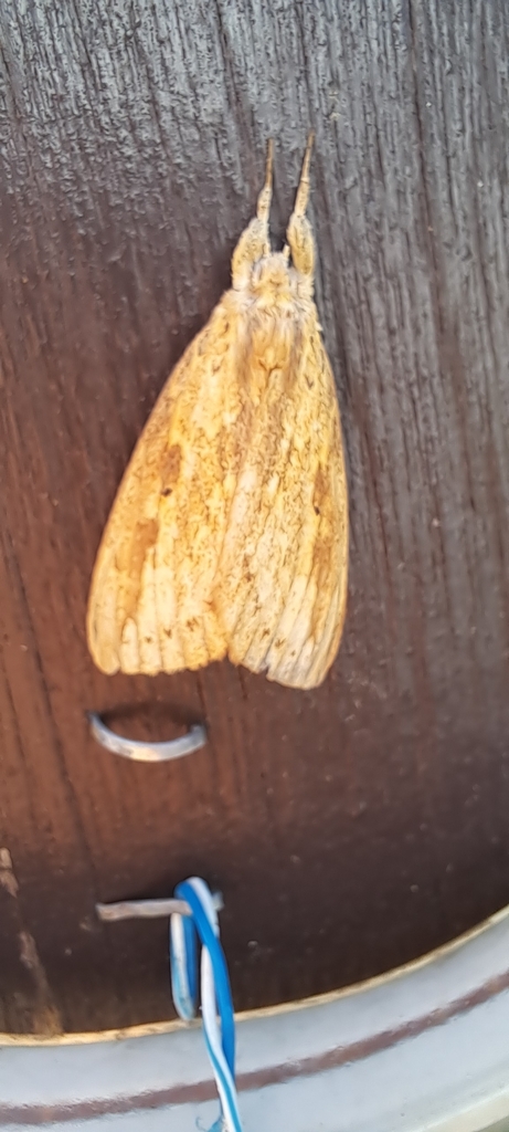 Owlet Moths and Allies from Beckel, Benguet, Philippines on June 20 ...