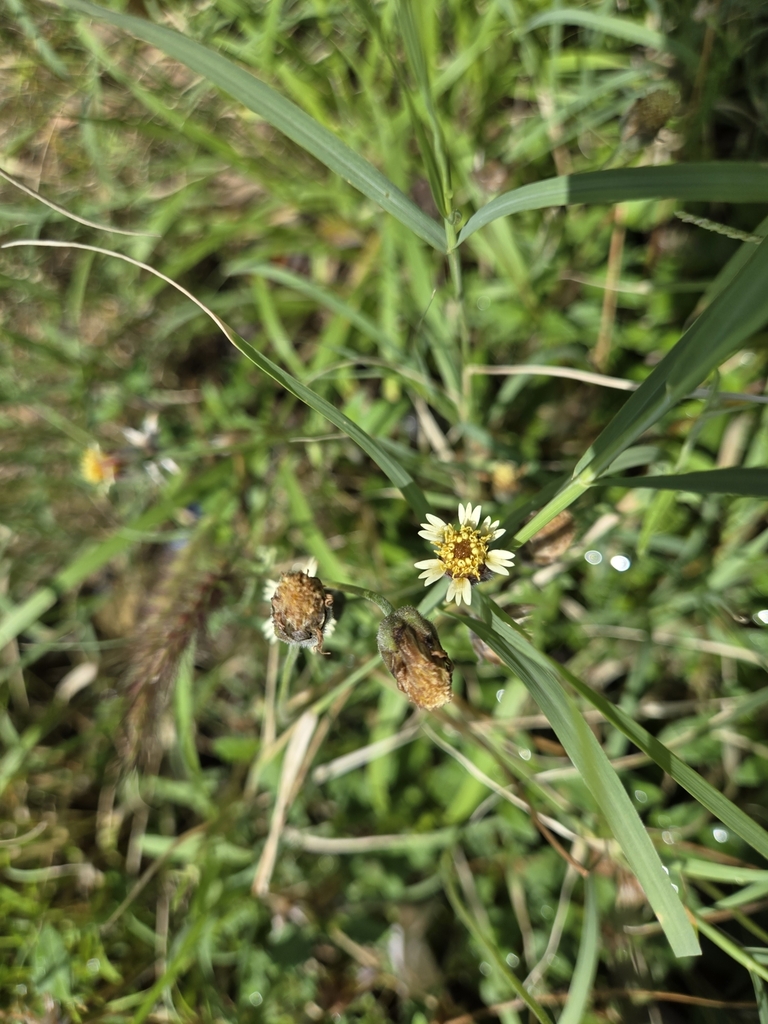 Hierba del toro desde San Nicolás de los Garza, MX-NL, MX el 21 de ...