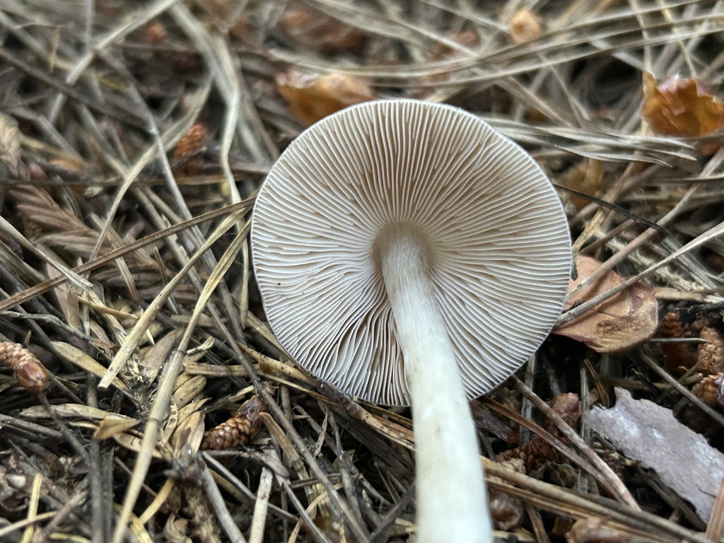 Pluteus primus from Loleta, CA, US on June 24, 2024 at 05:45 PM by ...