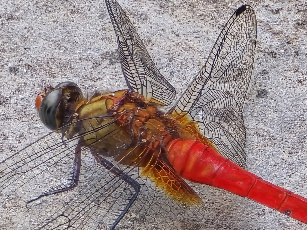 Orange Skimmer in June 2024 by Anirudh Chari · iNaturalist