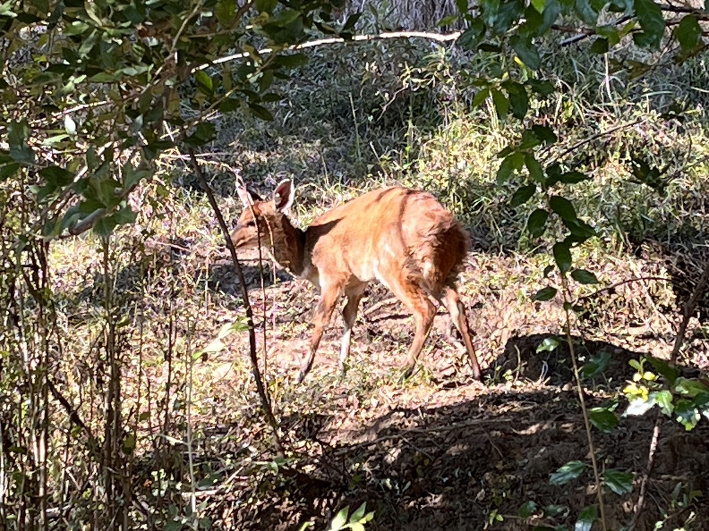 Cape Bushbuck from Okhahlamba, Bergville, KZN, ZA on June 25, 2024 at ...