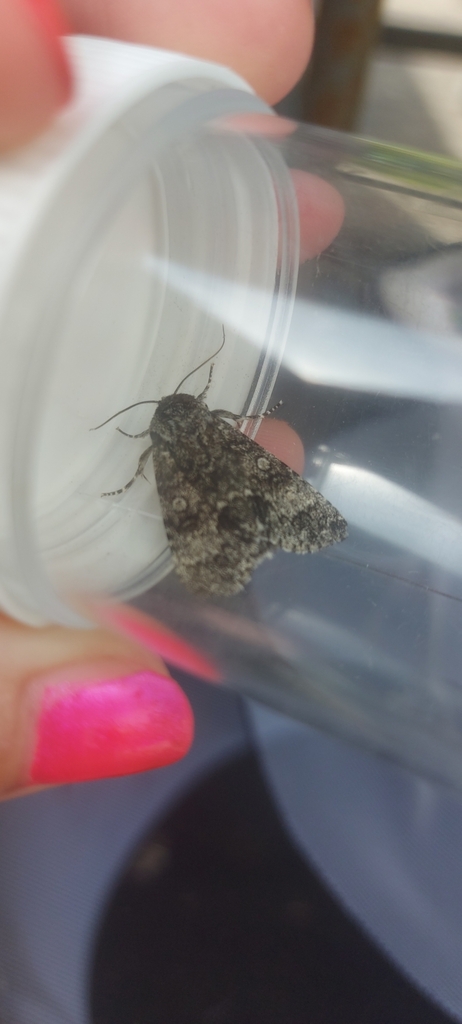 Poplar Grey from Badger Hill, York YO10, UK on June 25, 2024 at 10:53 ...