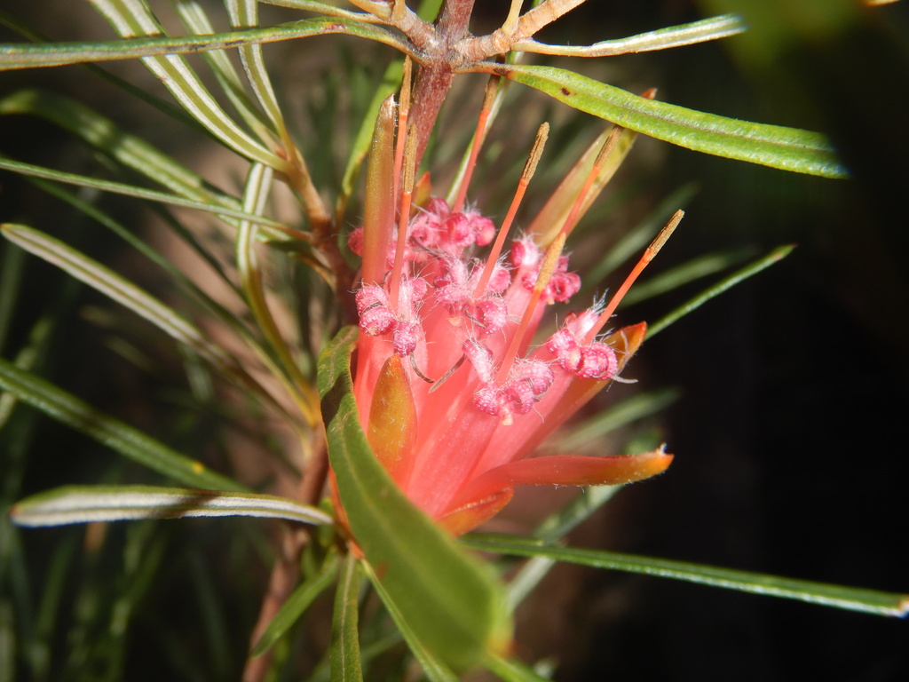 Mountain Devil from Morton National Park, Yadboro, NSW, AU on June 19 ...