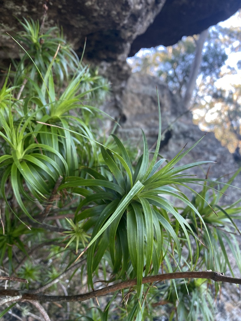 necklace heath from Morton National Park, Yadboro, NSW, AU on June 19 ...