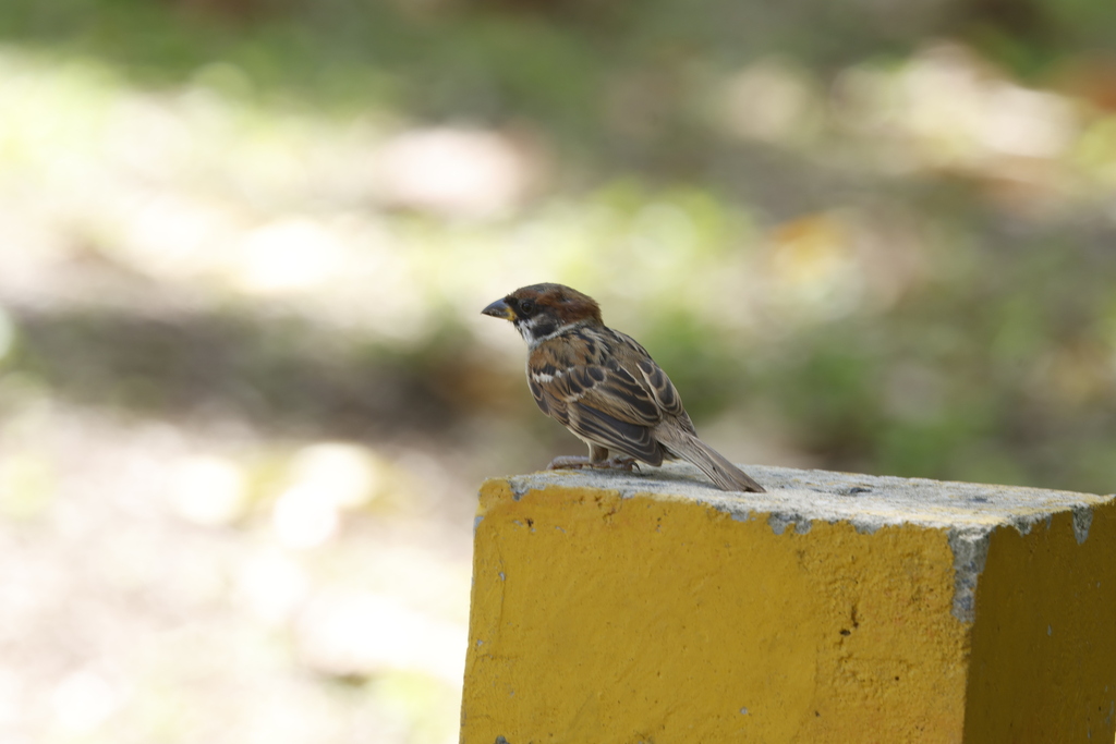 Eurasian Tree Sparrow from Kota Kinabalu, Sabah, Malaysia on June 25 ...