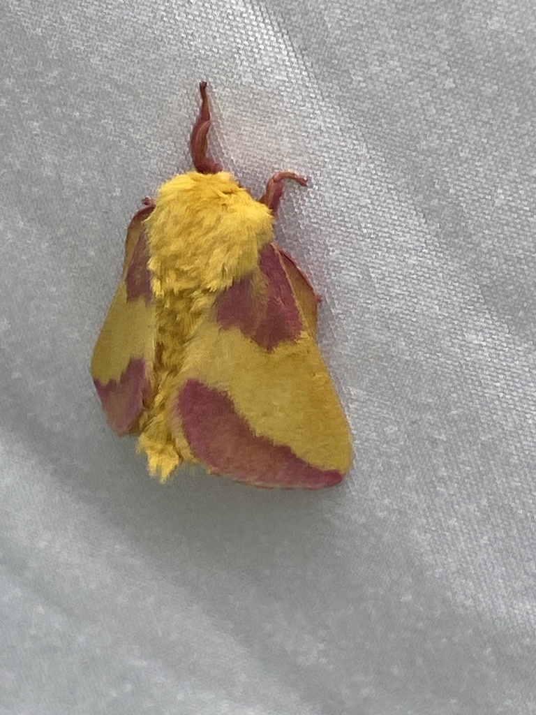 Rosy Maple Moth from Southwest Middlesex, ON, CA on June 25, 2024 at 07 ...