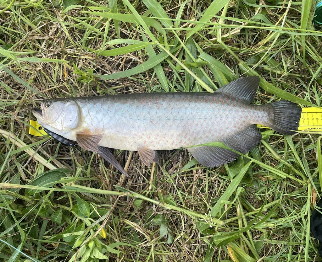 Southern Saratoga from Pine Rivers Bal, AU-QL, AU on June 25, 2024 by ...
