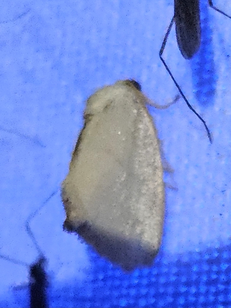 Red-crossed Button Slug Moth from Alvinston, ON N0N 1A0, Canada on June ...