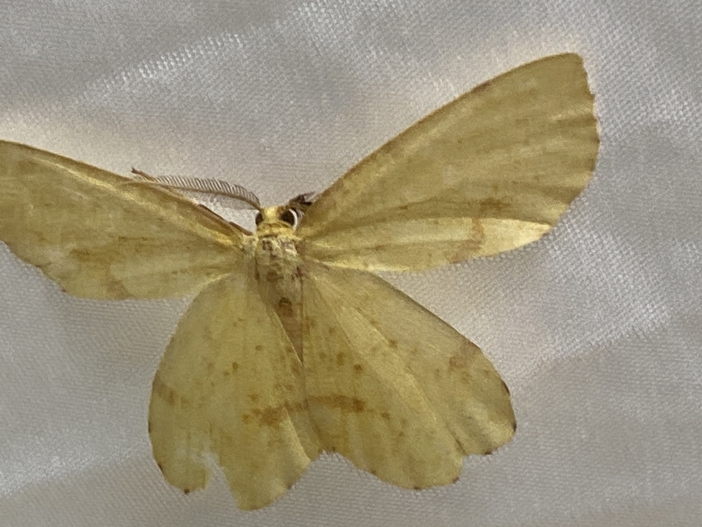 Crocus Geometer Moths from Southwest Middlesex, ON, CA on June 25, 2024 ...