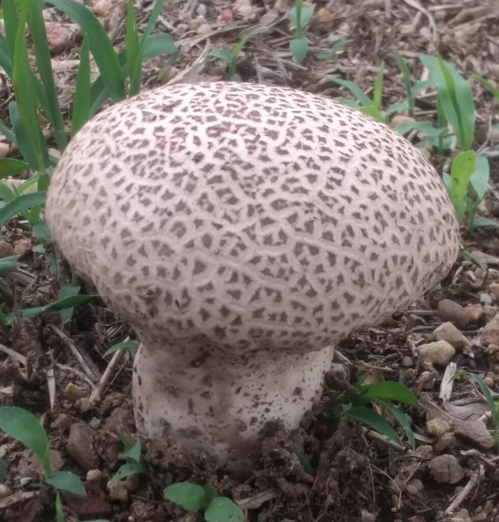 Patarata desde Noche Buena, Santa Cruz Xoxocotlán, Oax., México el 24 ...