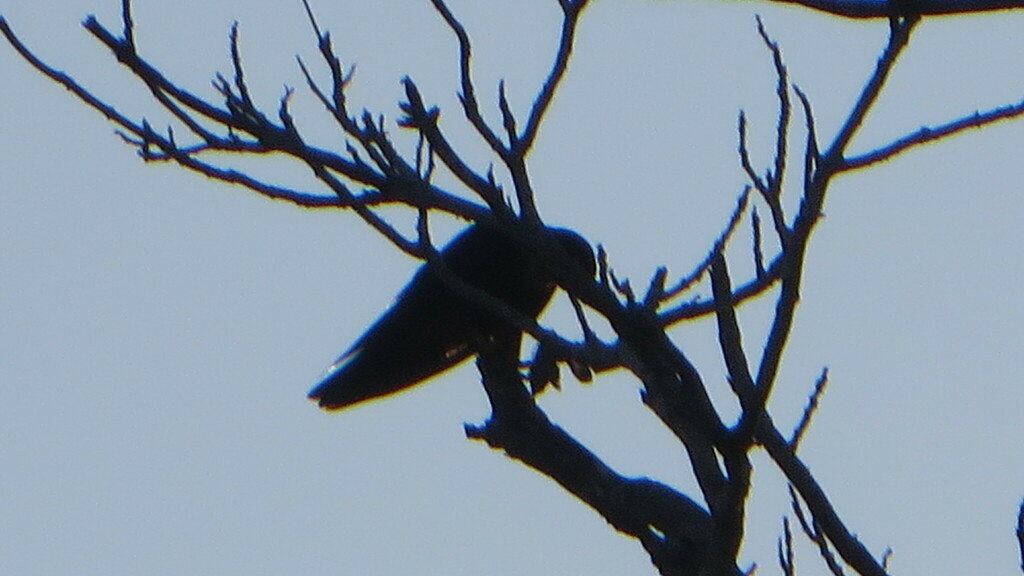 Bat Falcon from Paraíso, Belém - PA, Brazil on June 21, 2024 at 11:02 ...