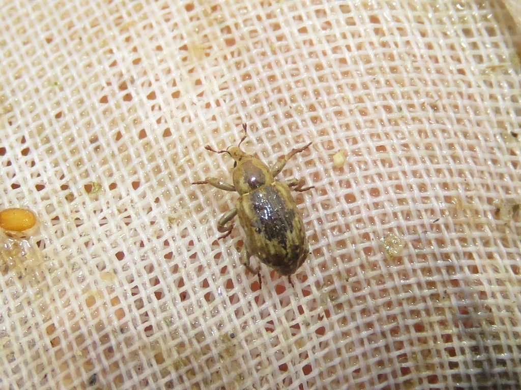 Rice Water Weevil from 대한민국 경기도 파주시 진동면 서곡리 on May 25, 2019 at 09:21 AM by Wonwoong Kim ...