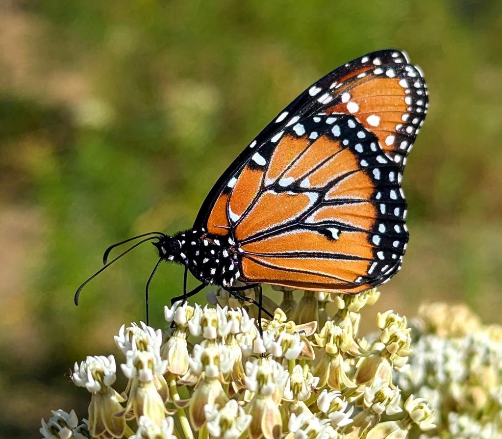 Queen from Eucalyptus Hills, CA 92040, USA on June 25, 2024 at 08:52 AM ...