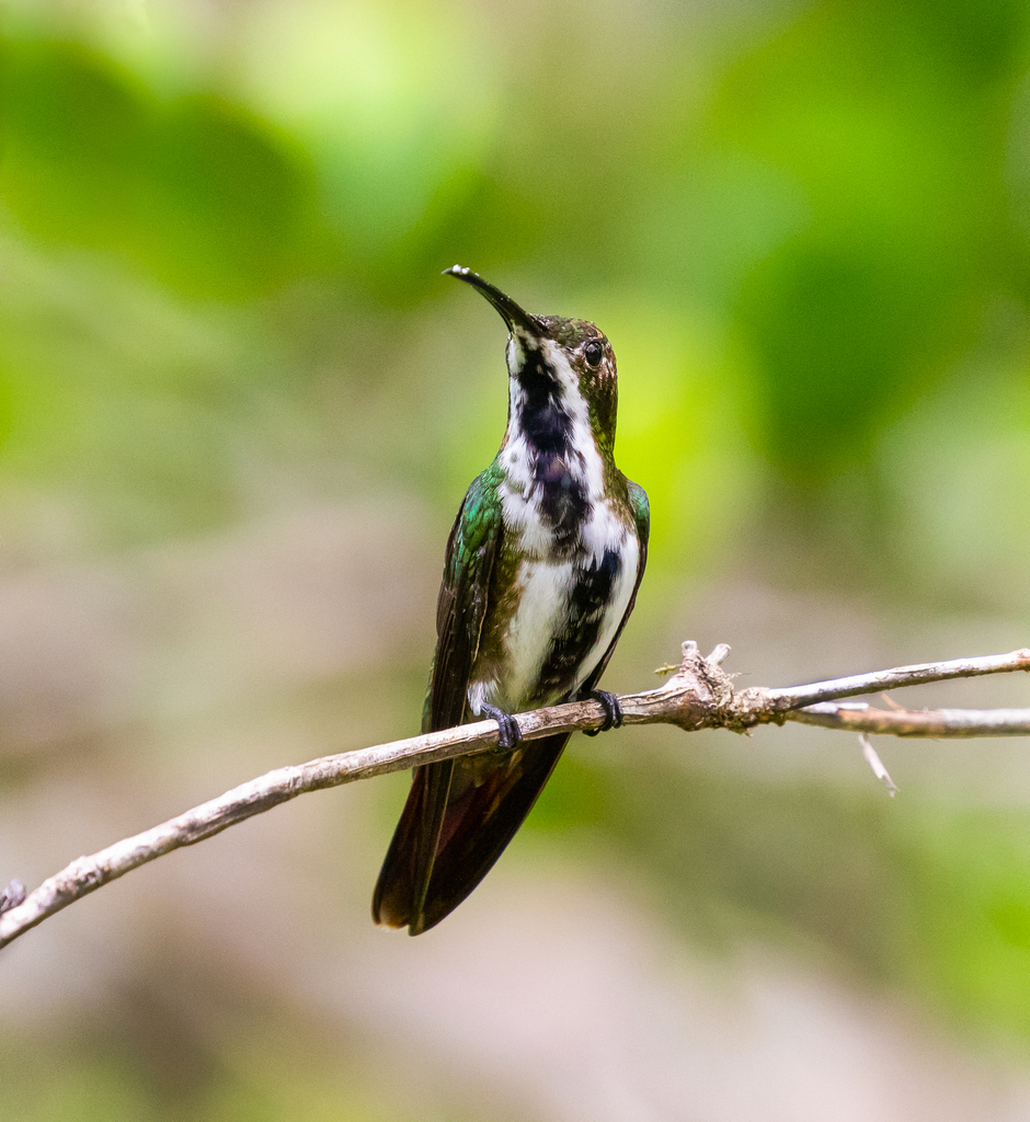 Black-throated Mango from Bajnath's Estate Hummingbird Sanctuary ...