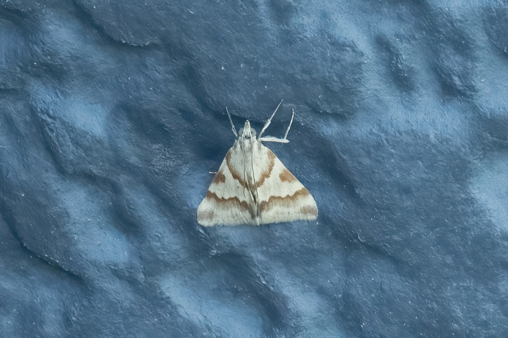 Rufous-banded Crambid Moth from Colonial Hills, Lincoln, NE 68516, USA ...