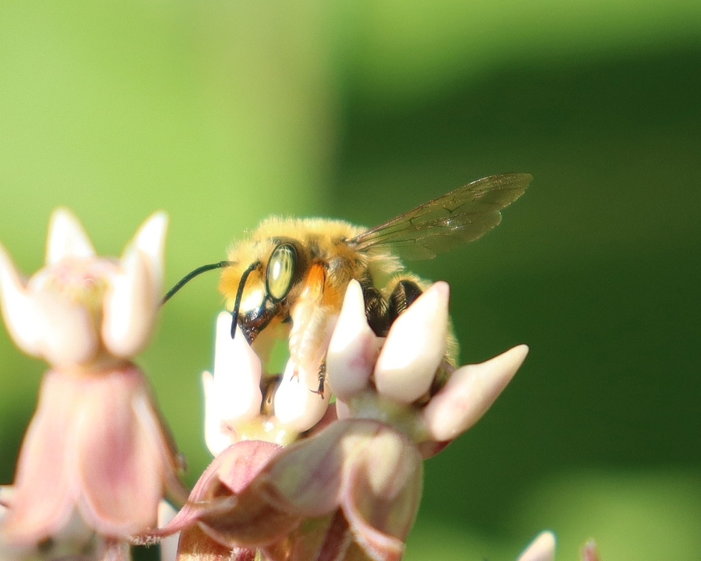 broad-handed leafcutter bee from Curé-Poirier E. / Colisée Jean ...