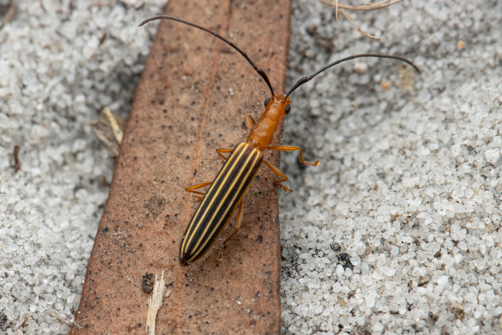 Syllitus brimblecombei from Cooloola QLD 4580, Australien on March 10 ...
