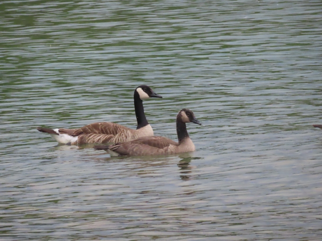 Canada Goose from Port Elgin, ON, Canada on June 25, 2024 at 12:25 PM ...