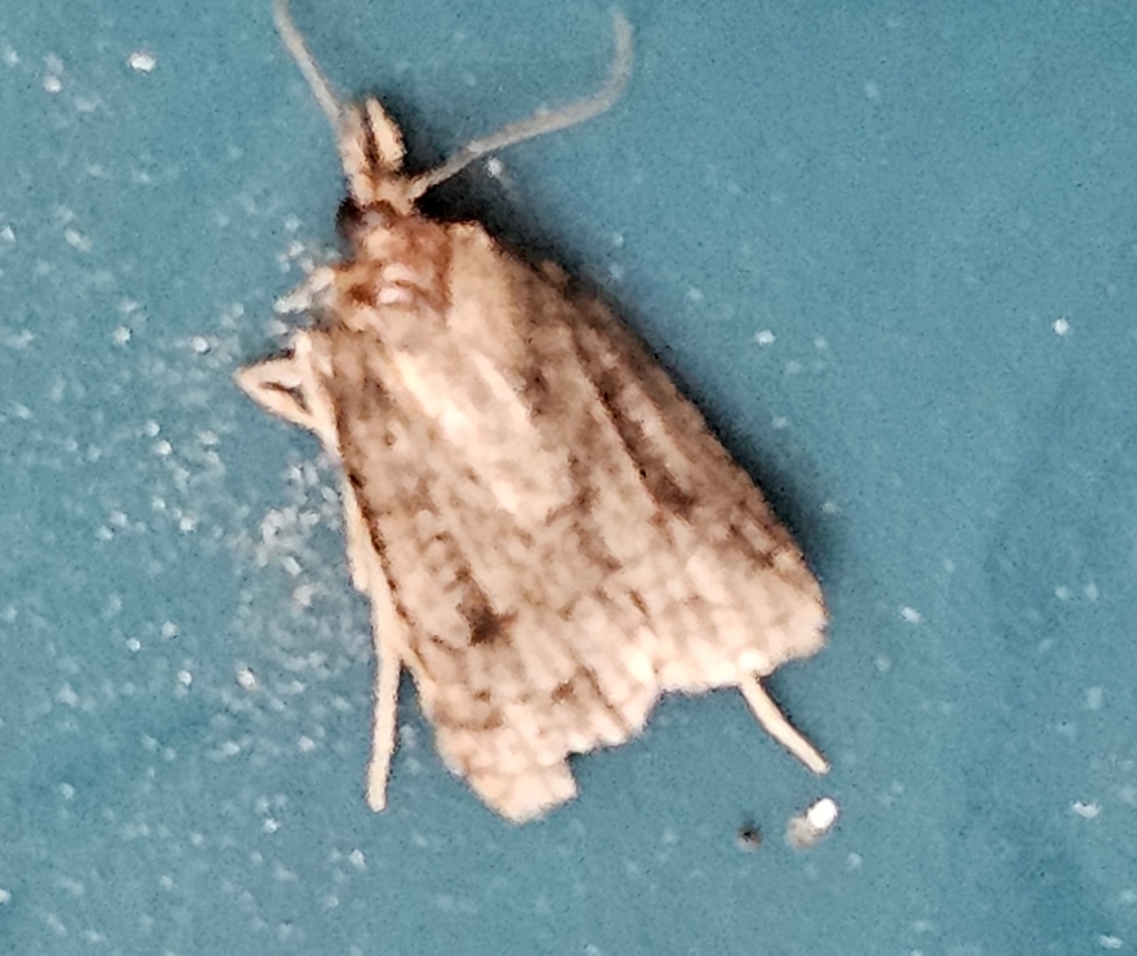 Tufted Apple Bud Moth from Alvinston, ON N0N 1A0, Canada on June 25 ...