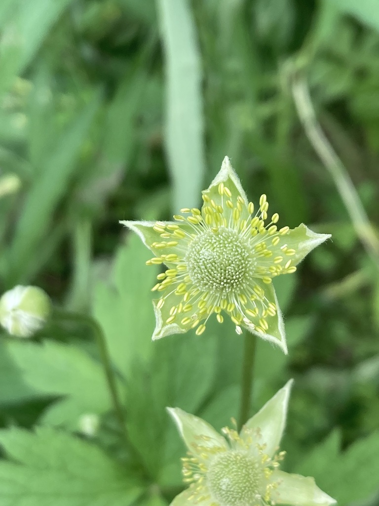 tall thimbleweed from Simcoe County, ON, Canada on June 25, 2024 at 11: ...