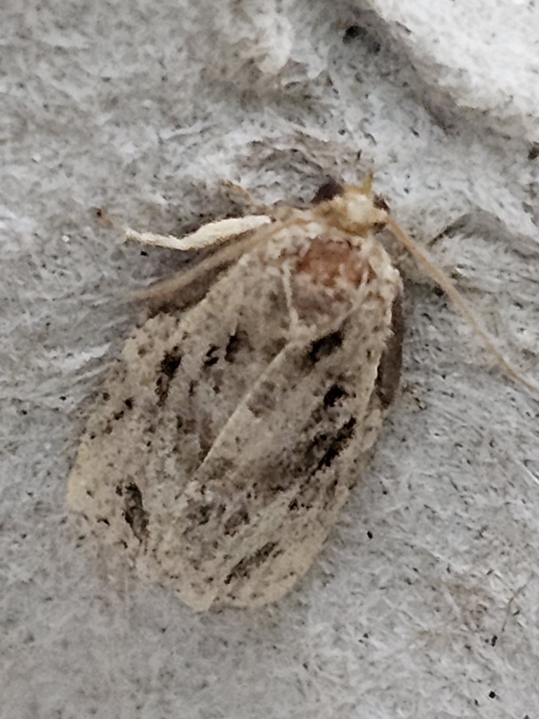 Gray Archips Moth from Alvinston, ON N0N 1A0, Canada on June 25, 2024 ...