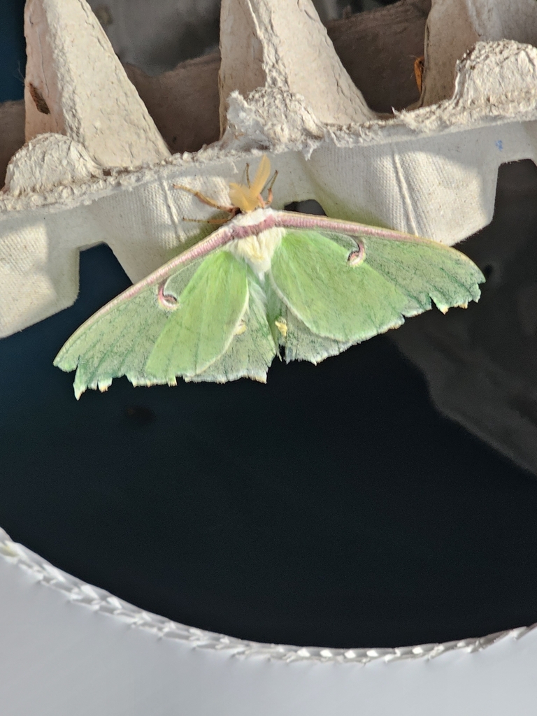 North American Luna Moth from Alvinston, ON N0N 1A0, Canada on June 25 ...