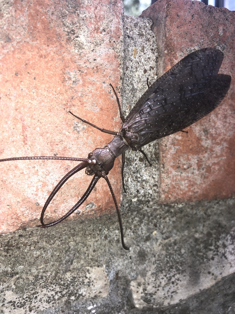 Eastern Dobsonfly from 200 N Rogers St, Waxahachie, TX, US on May 25 ...