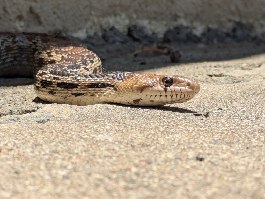 Gopher Snake from Spring Valley, CA, USA on June 25, 2024 at 01:01 PM ...
