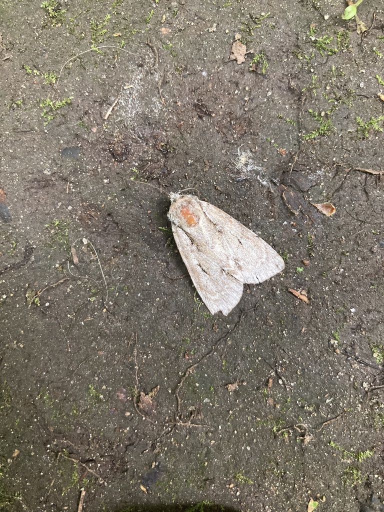Dagger Moths from Simcoe County, ON, Canada on June 25, 2024 at 12:52 ...