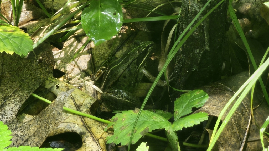 Wood Frog from Plover, WI, USA on June 25, 2024 at 11:33 AM by Sam ...