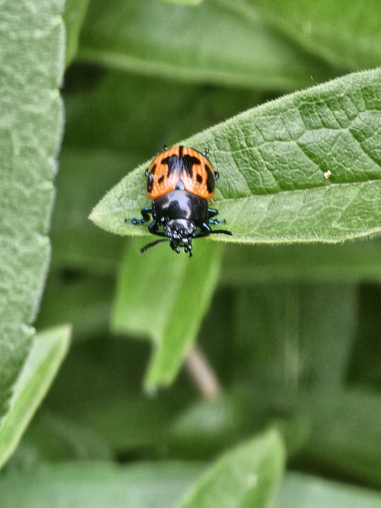 Swamp Milkweed Leaf Beetle from Sarnia, ON N7T 5Z9, Canada on June 25 ...