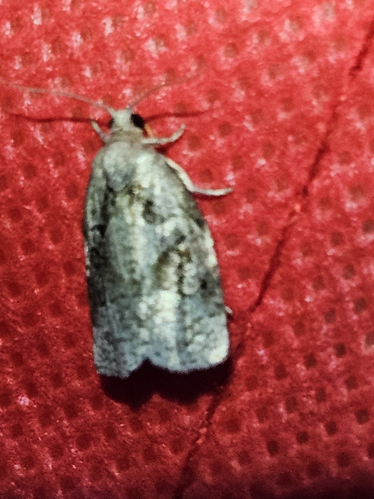 Gray Archips Moth from Alvinston, ON N0N 1A0, Canada on June 24, 2024 ...