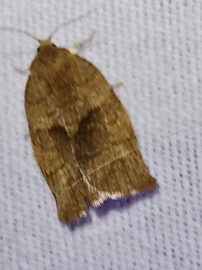 Rose Tortrix Moth from Alvinston, ON N0N 1A0, Canada on June 24, 2024 ...