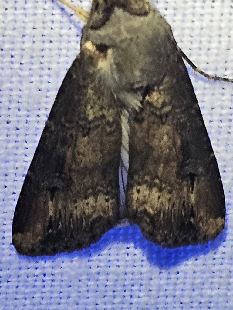 Ipsilon Dart Moth from Alvinston, ON N0N 1A0, Canada on June 24, 2024 ...
