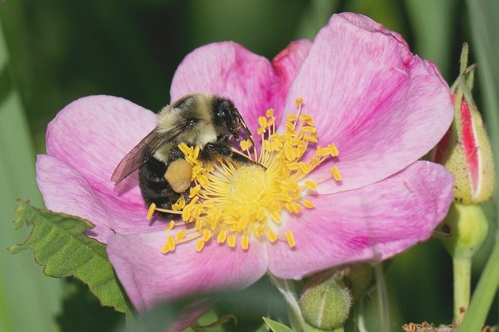Common Eastern Bumble Bee from Lancaster County, NE, USA on June 12 ...