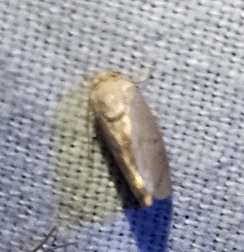 Red-crossed Button Slug Moth from Alvinston, ON N0N 1A0, Canada on June ...