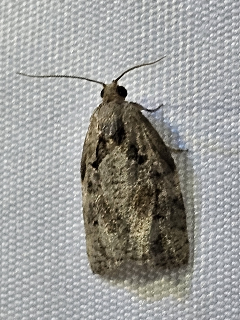 Gray Archips Moth from Glencoe, ON N0L 1M0, Canada on June 24, 2024 at ...