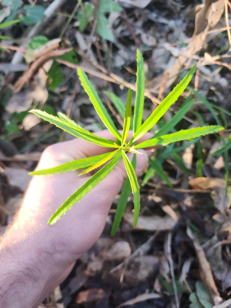 Denhamia silvestris from Denistone NSW 2114, Australia on June 26, 2024 ...