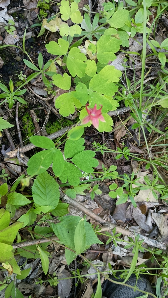 red columbine from Johnstown, NE 69214, USA on June 25, 2024 at 01:22 ...
