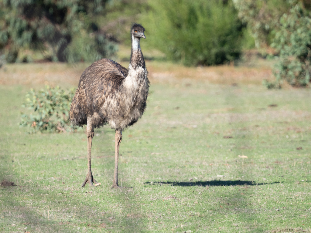 Emu in April 2024 by Caius Cheung · iNaturalist
